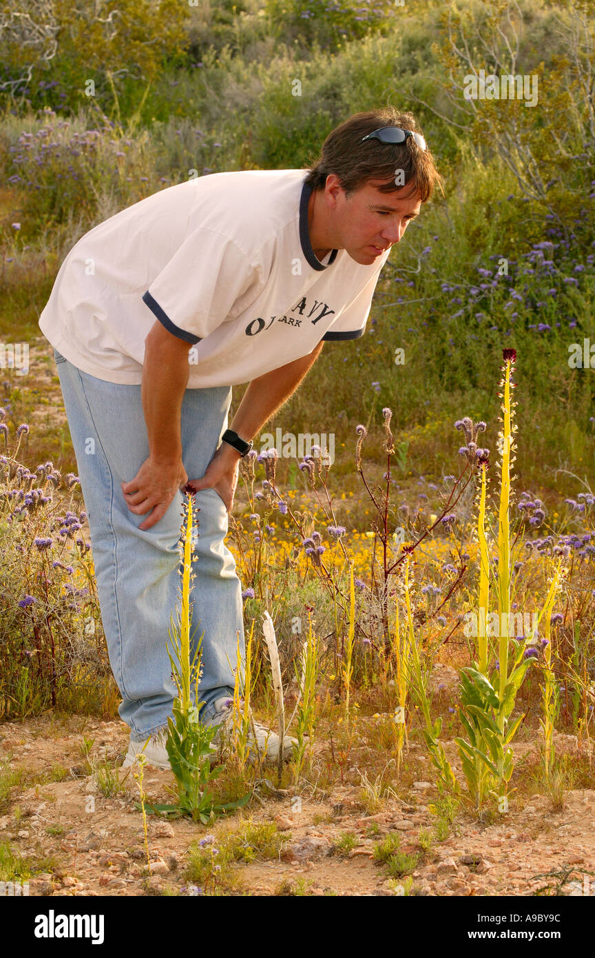 A visitor model released examines a Desert Candle Caulanthus inflatus ...