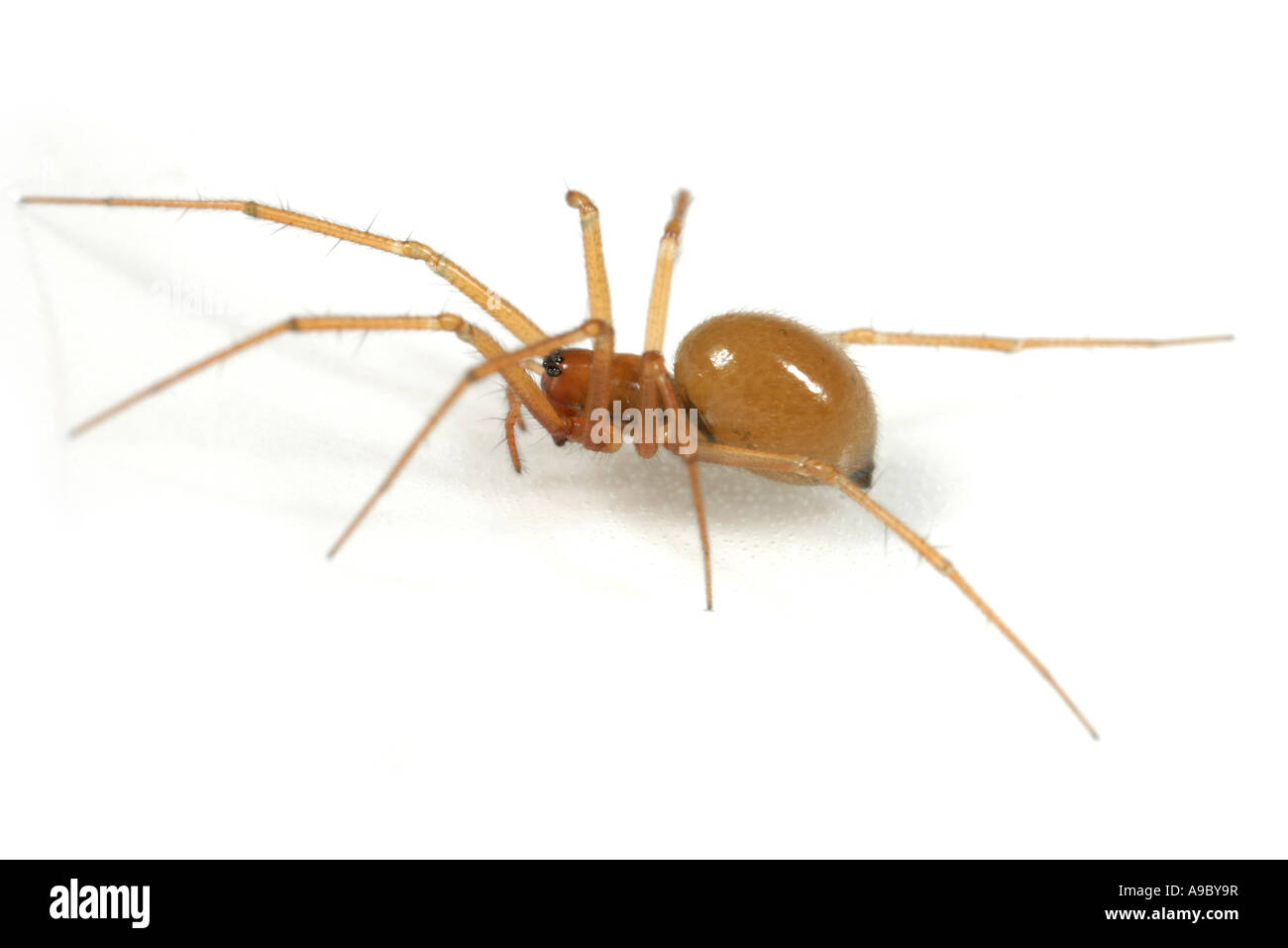 Female Helophora insignis spider, family Linyphiidae, on white ...
