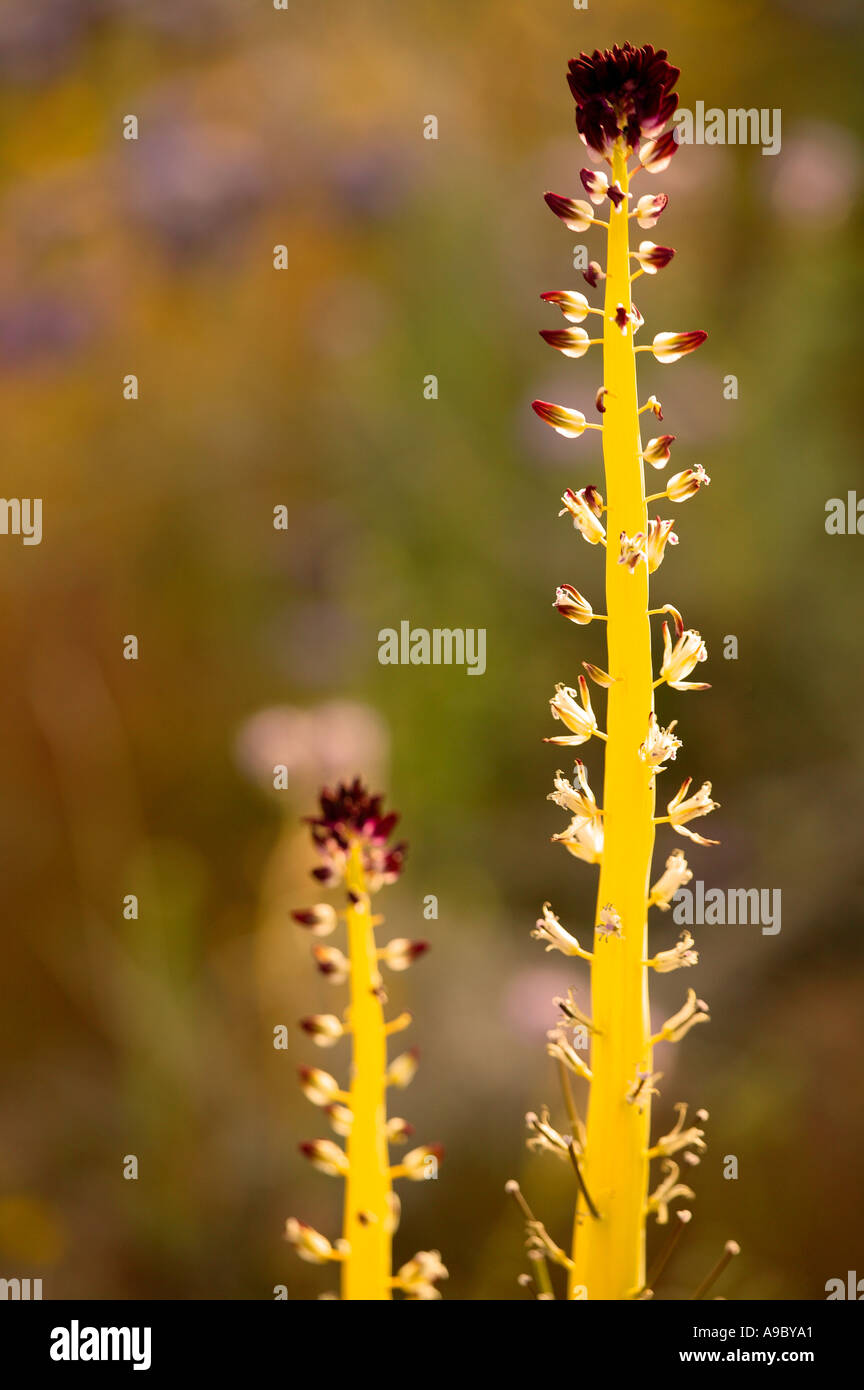 Inflatus hi-res stock photography and images - Alamy