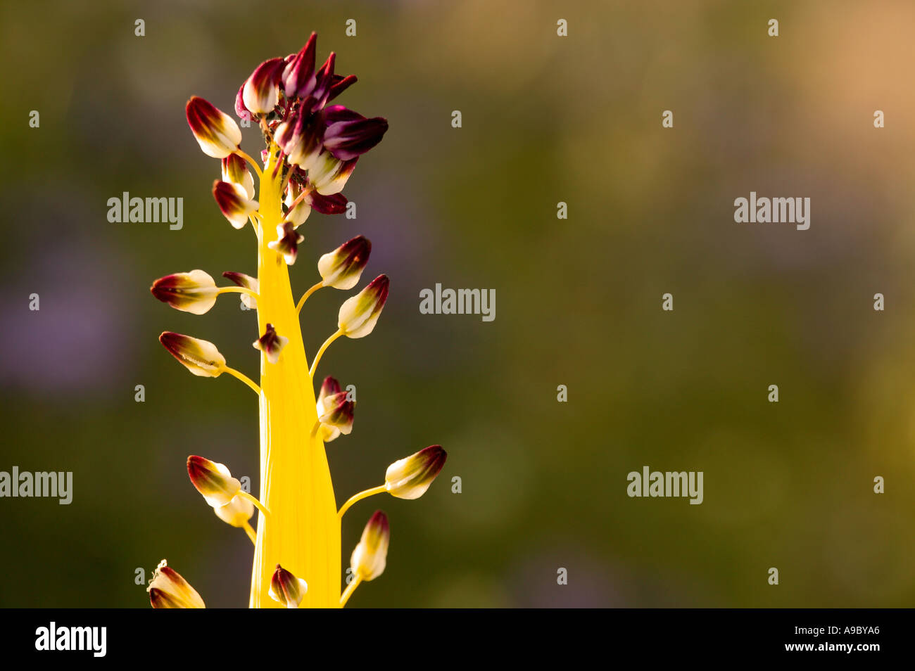 Desert Candle Caulanthus inflatus in the Eastern Mojave Desert ...
