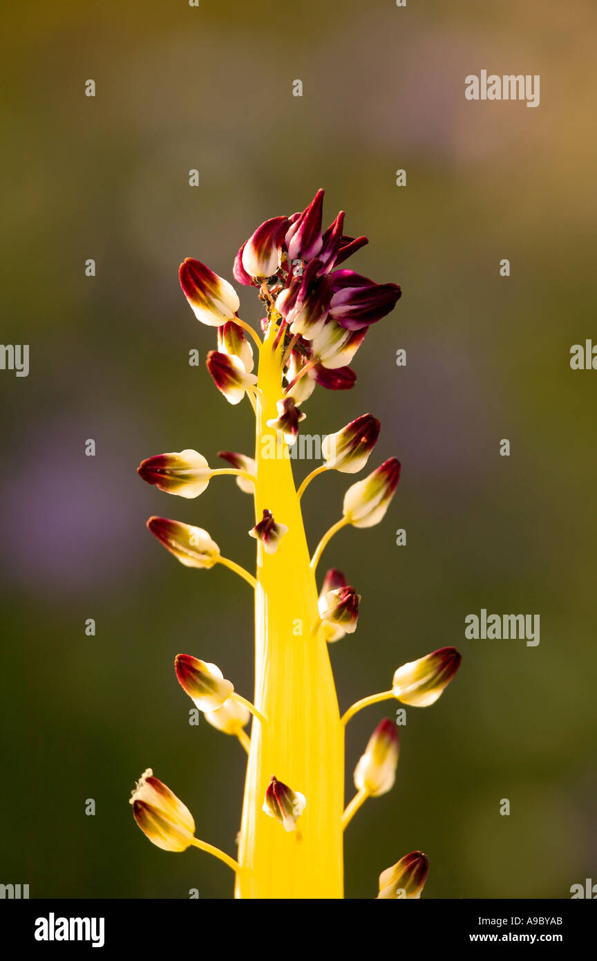 Desert Candle Caulanthus inflatus in the Eastern Mojave Desert ...