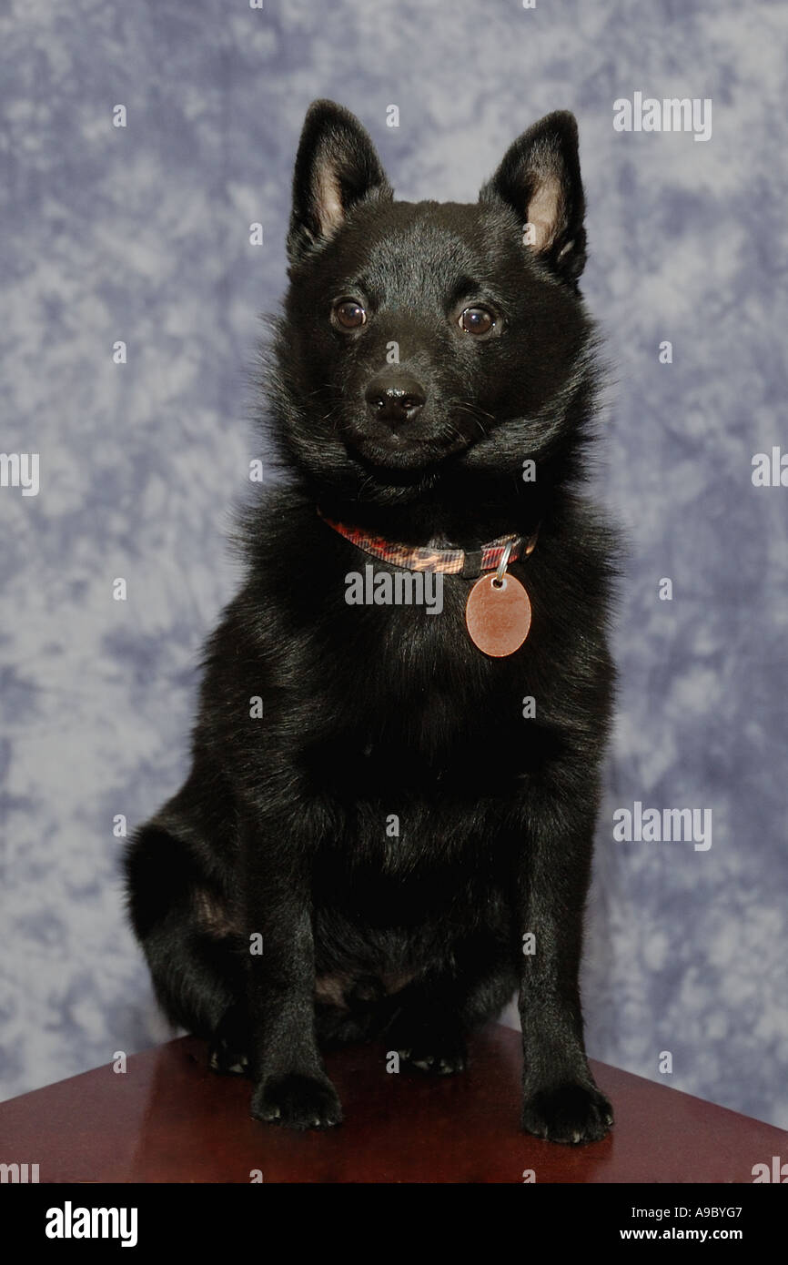 Schipperke portrait hi-res stock photography and images - Alamy