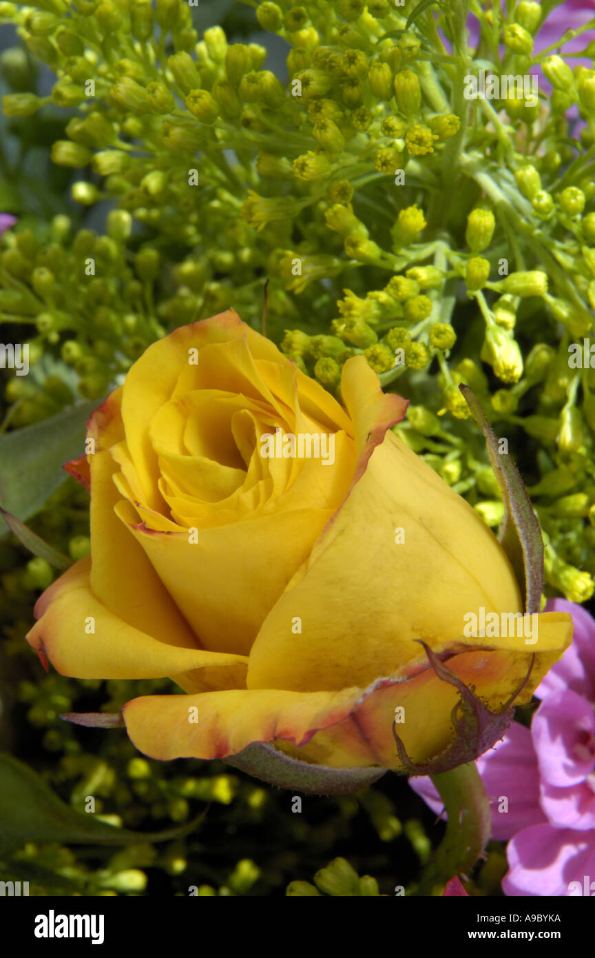 Varigated rose hi-res stock photography and images - Alamy