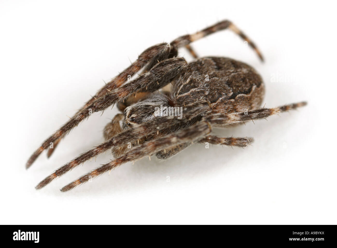 Male Larinioides Sclopetarius spider on white background Stock Photo ...