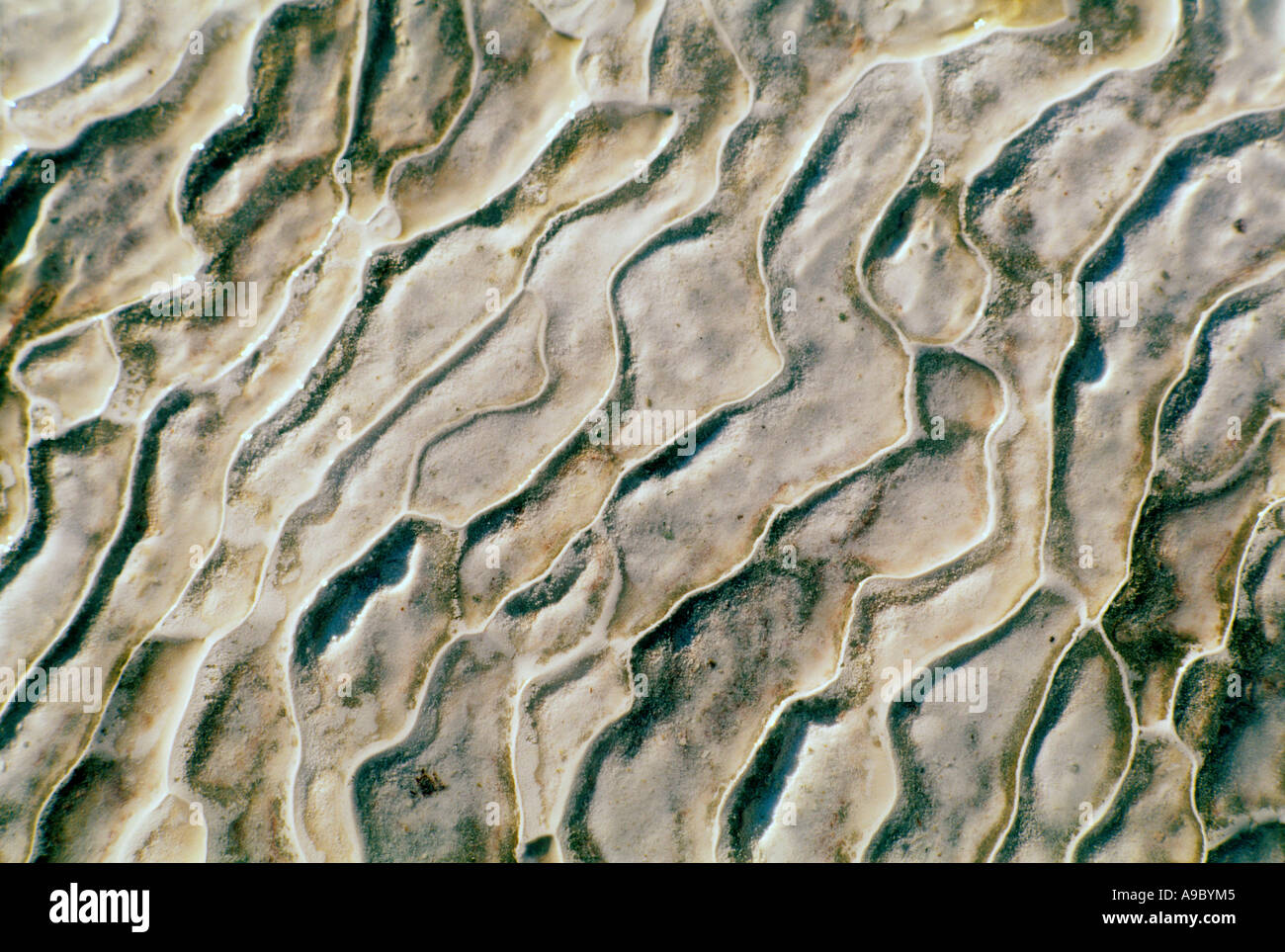 Cotton turkey turkish hi-res stock photography and images - Alamy