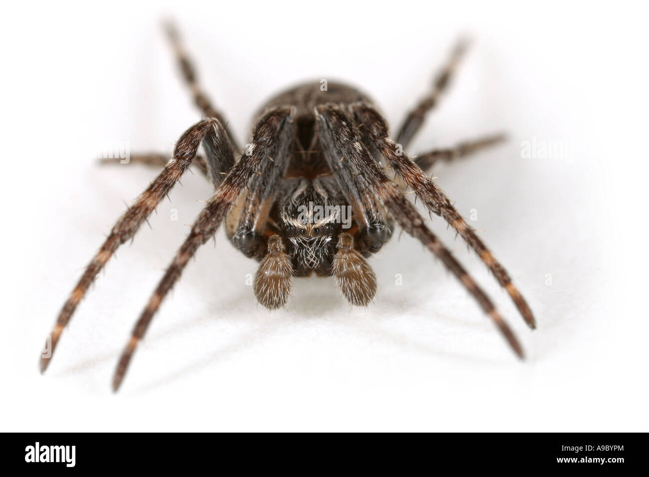 Larinioides spider Cut Out Stock Images & Pictures - Alamy