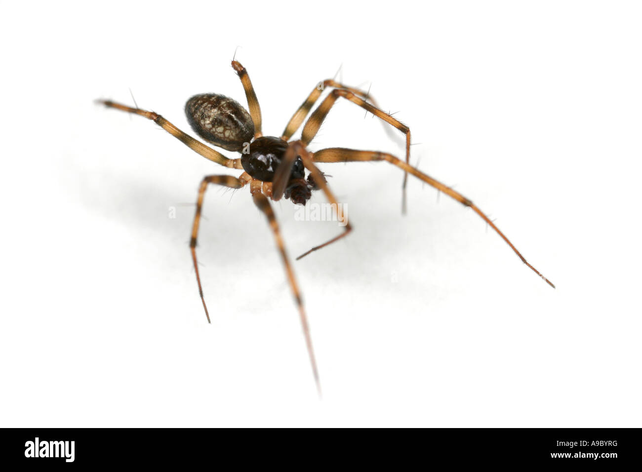 Male Lepthyphantes minutus, family Linyphiidae, on white background ...