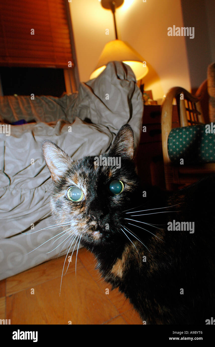 Tortoise friend caught hi-res stock photography and images - Alamy