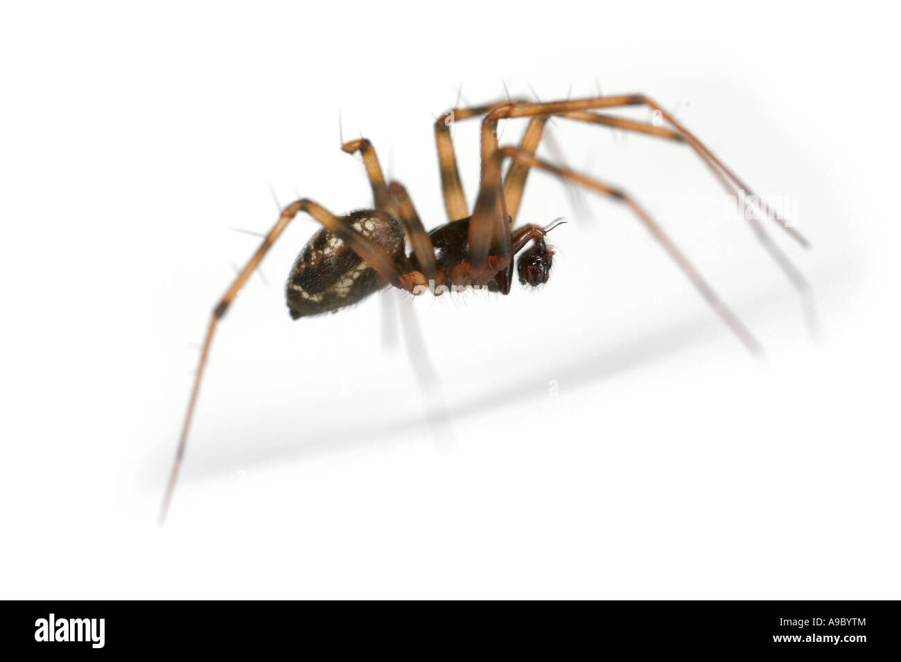 Male Lepthyphantes minutus, family Linyphiidae, on white background ...
