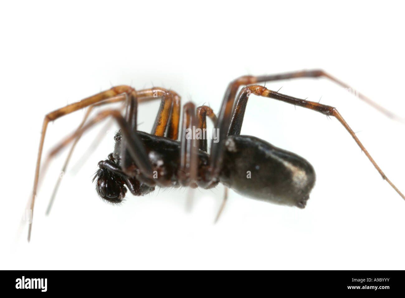 Male Neriene clathrata, family Linyphiidae, on white background Stock ...