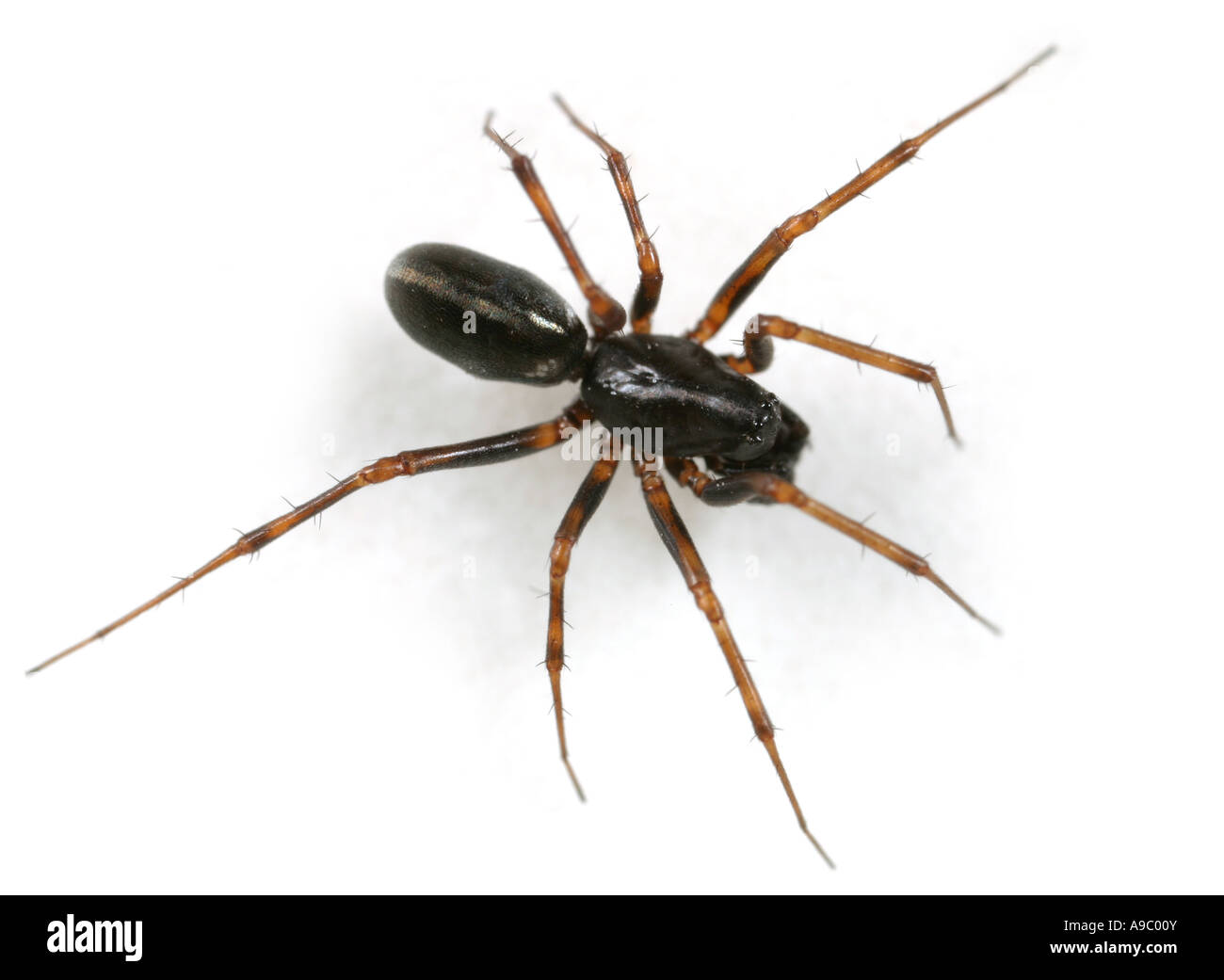 Neriene clathrata spider linyphiidae hi-res stock photography and ...