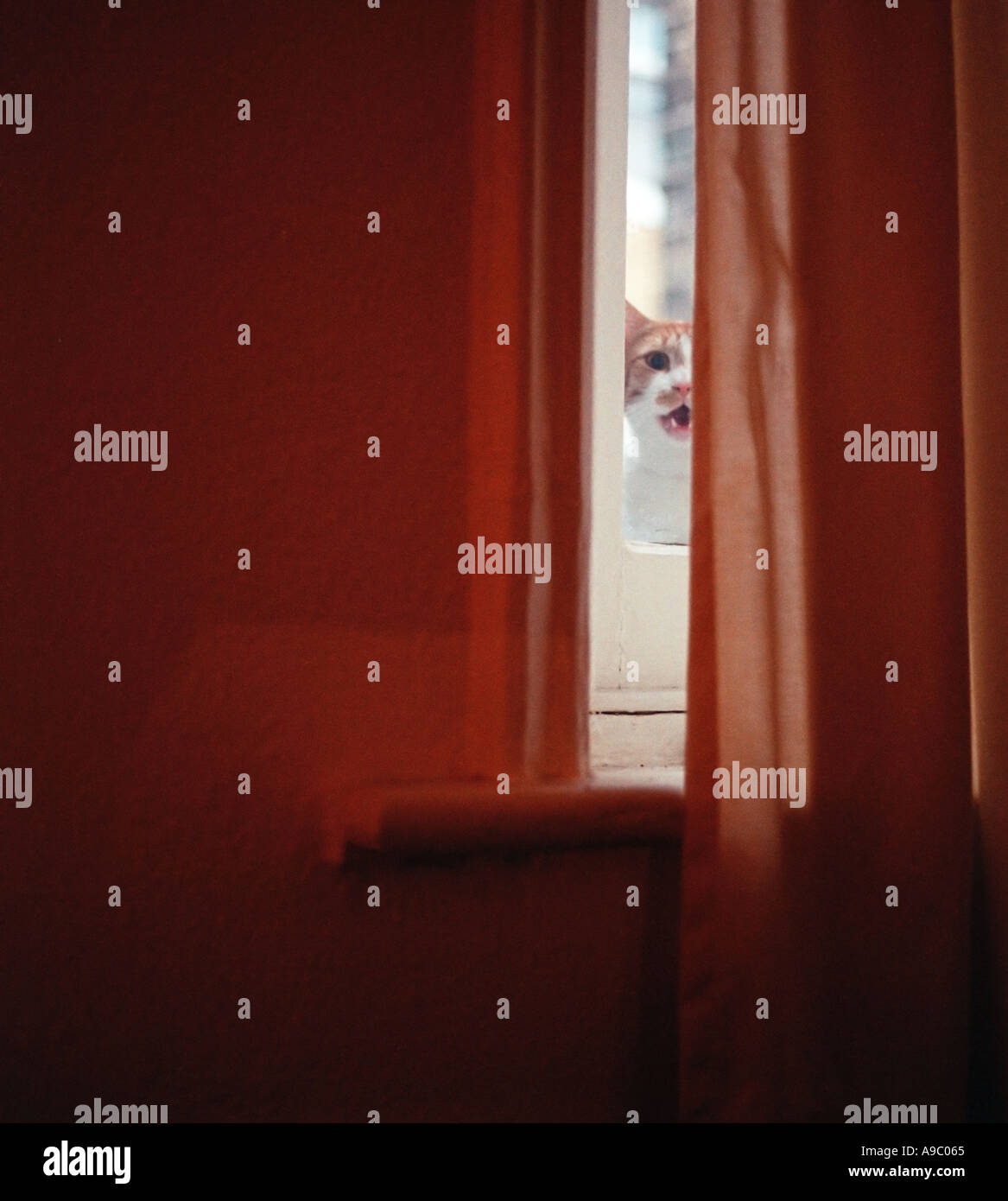 Cat peering in window Stock Photo - Alamy