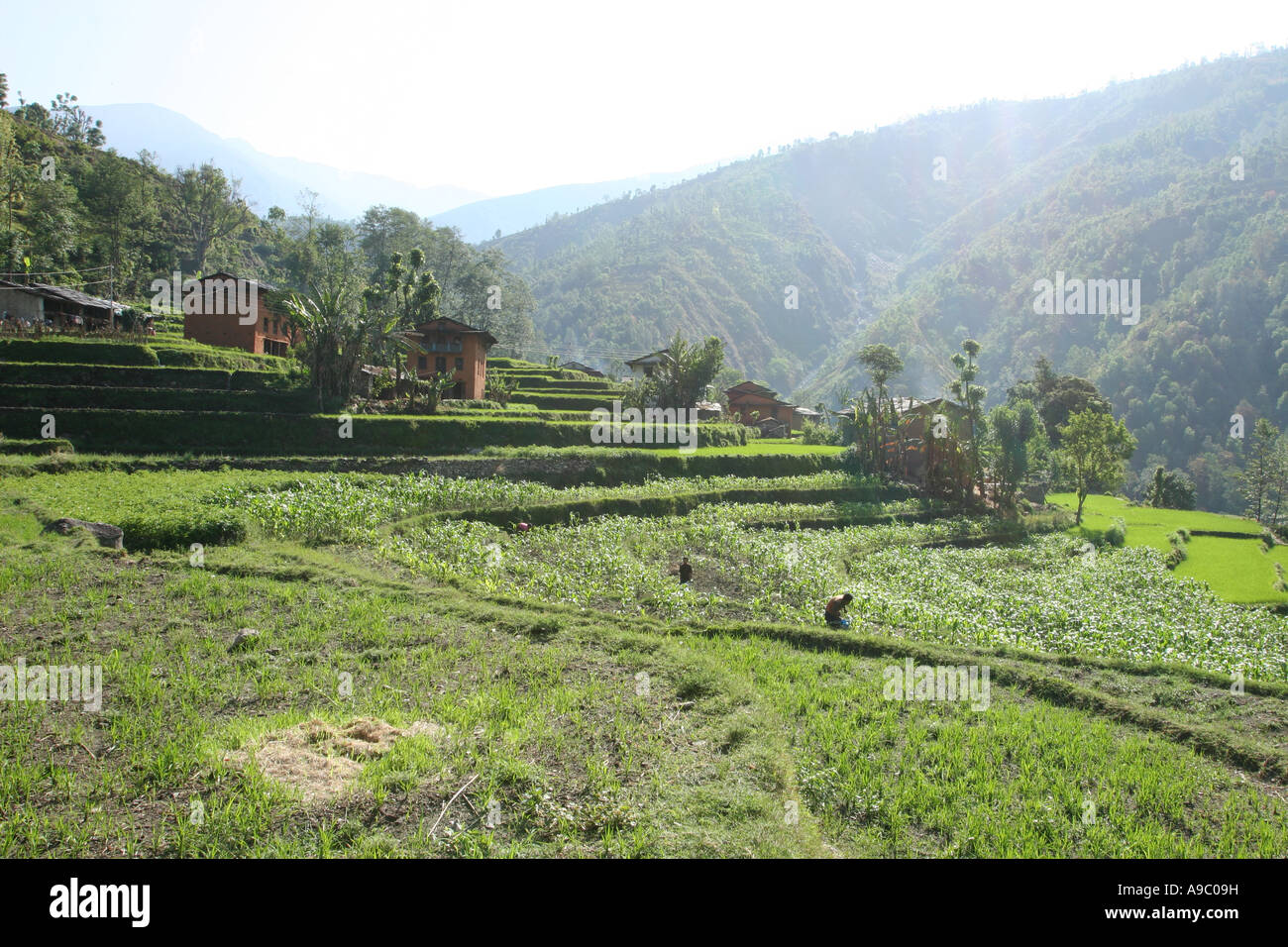 Farmers' village and fields, Nepal, Himalayas Stock Photo - Alamy