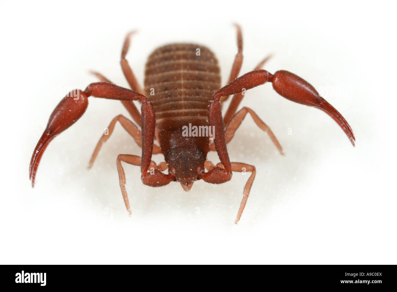Pseudoscorpion, Chelifer cancroides, a small arachnid with claws Stock ...