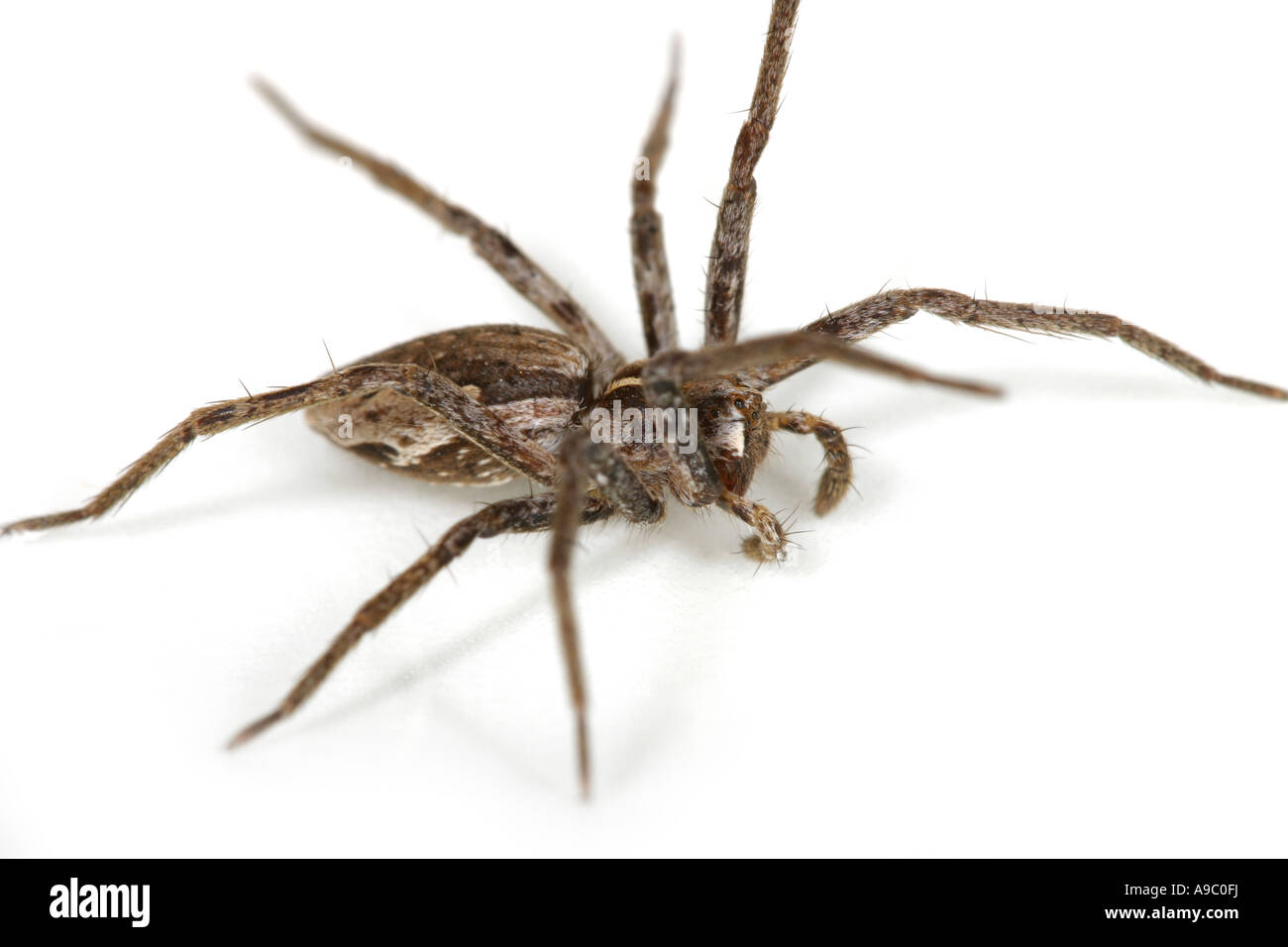 Pisaura mirabilis spider, family pisauridae, a Nursery Web spider on ...