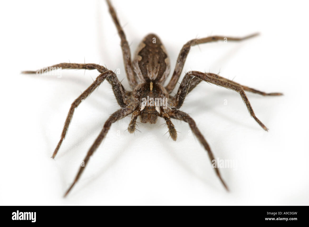 Pisaura mirabilis spider, family pisauridae, a Nursery Web spider on ...
