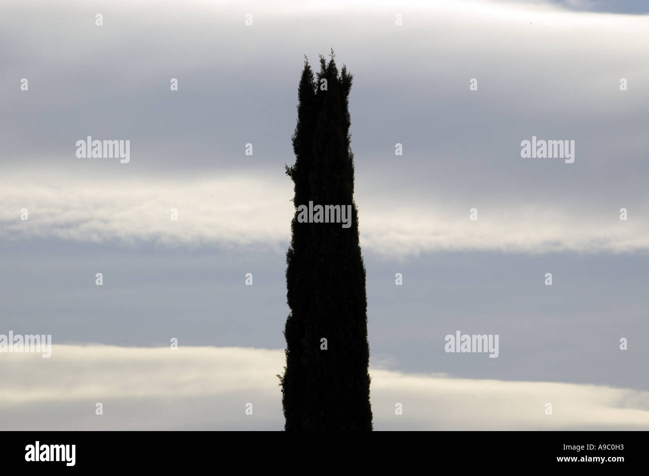 Tall columnar cedar top Italian cypress Cupressus sempervirens Stock ...