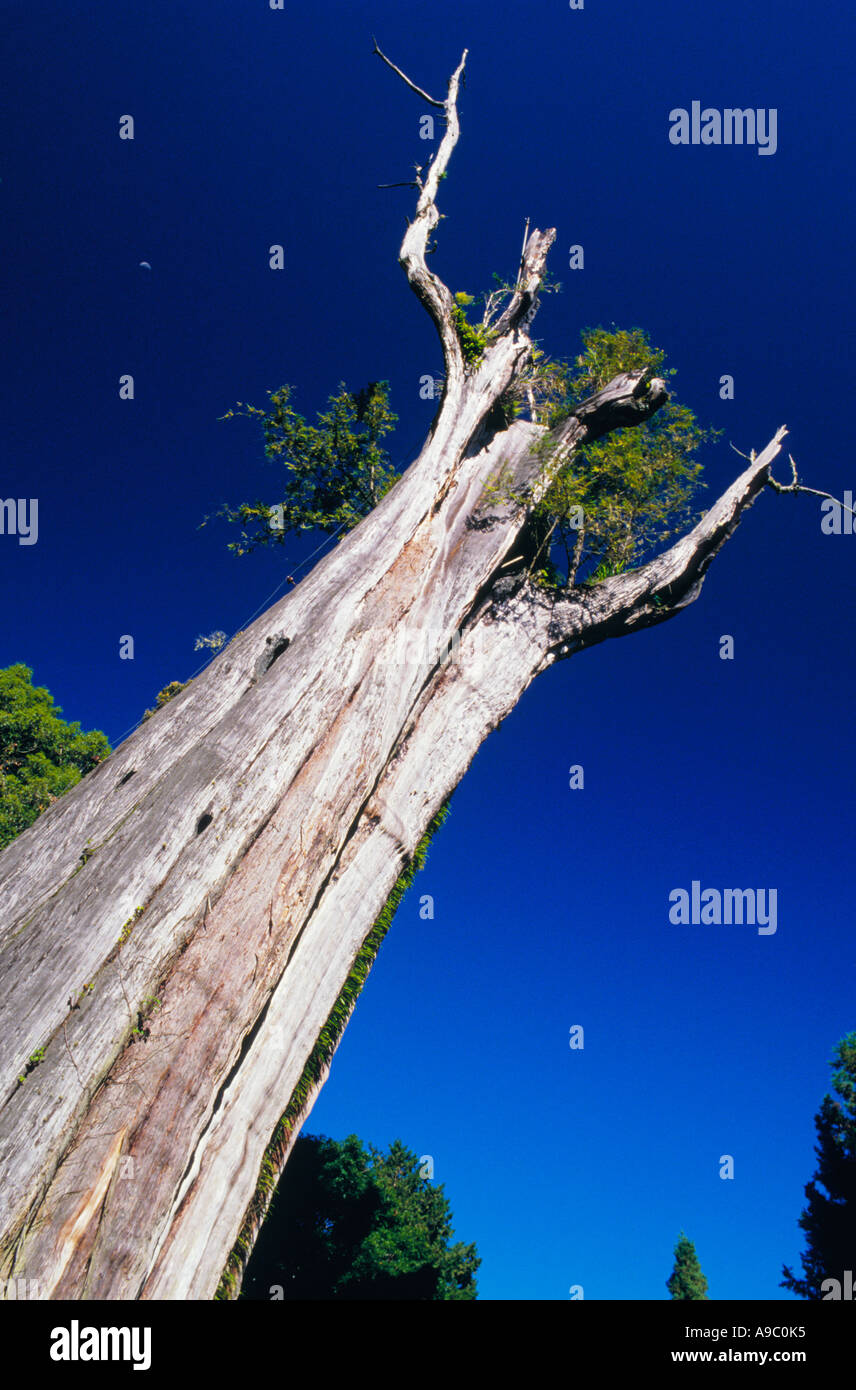 The World In 3000 Years