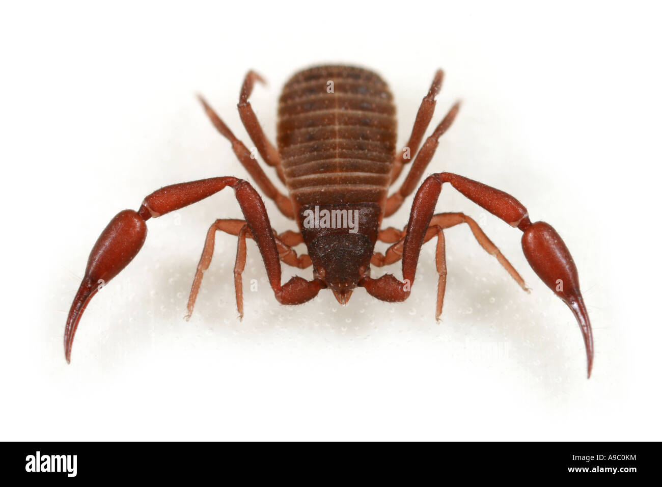 Pseudoscorpion, Chelifer cancroides, a small arachnid with claws Stock ...