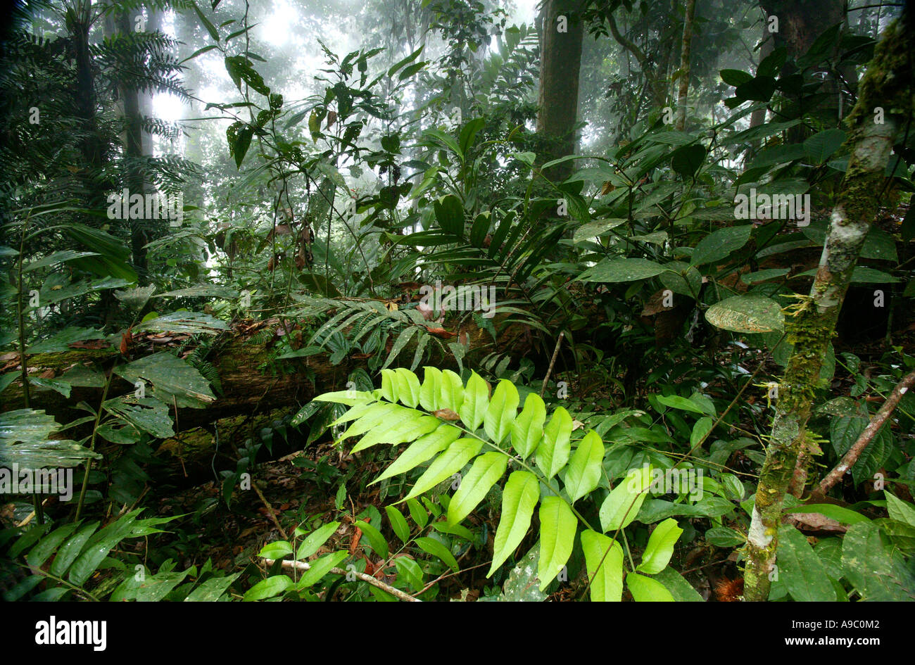 Darien gap hi-res stock photography and images - Alamy