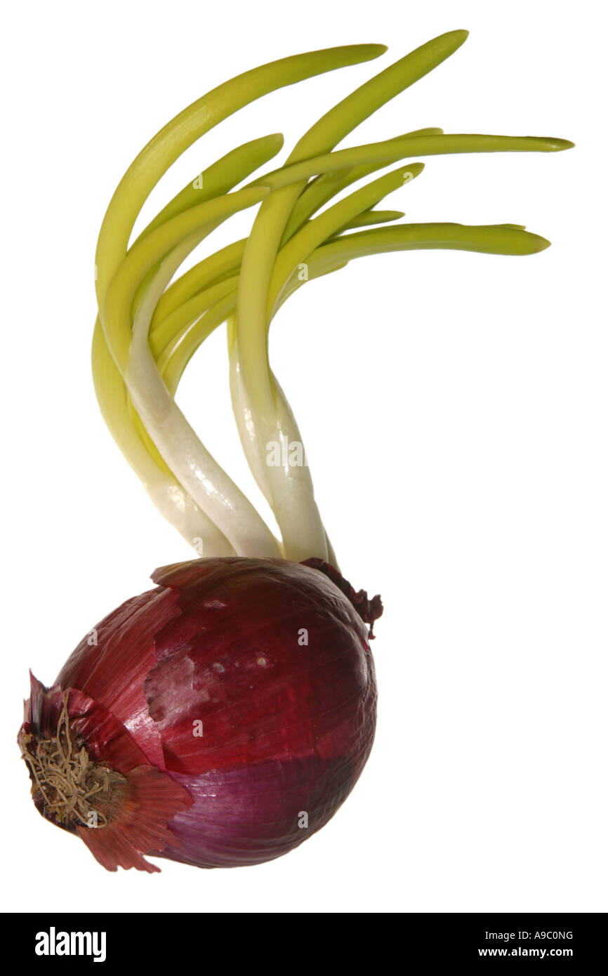 A growing red onion on white background Stock Photo - Alamy