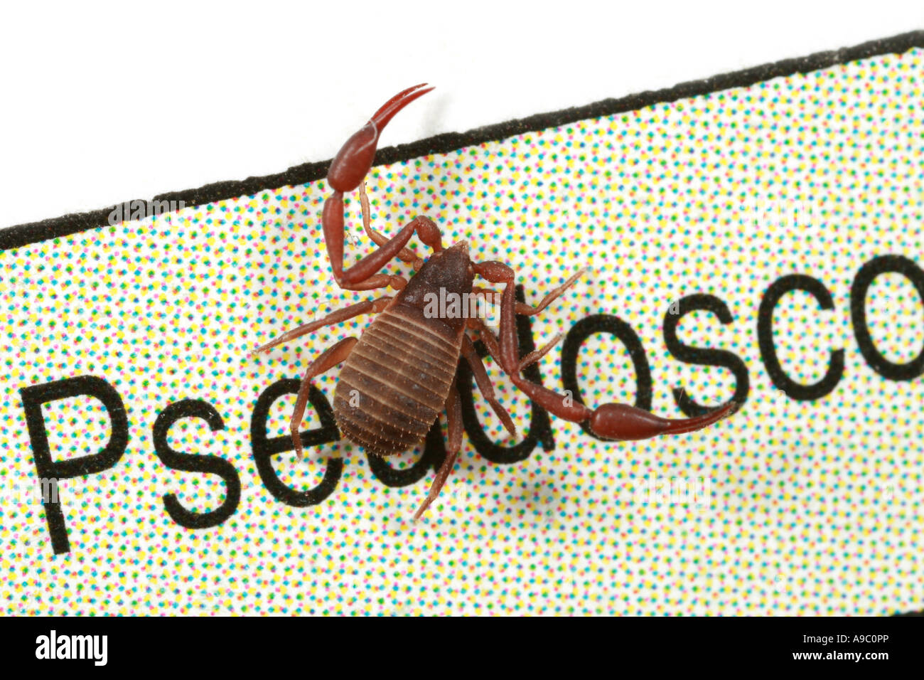 Pseudoscorpion, Chelifer cancroides, a small arachnid with claws Stock ...