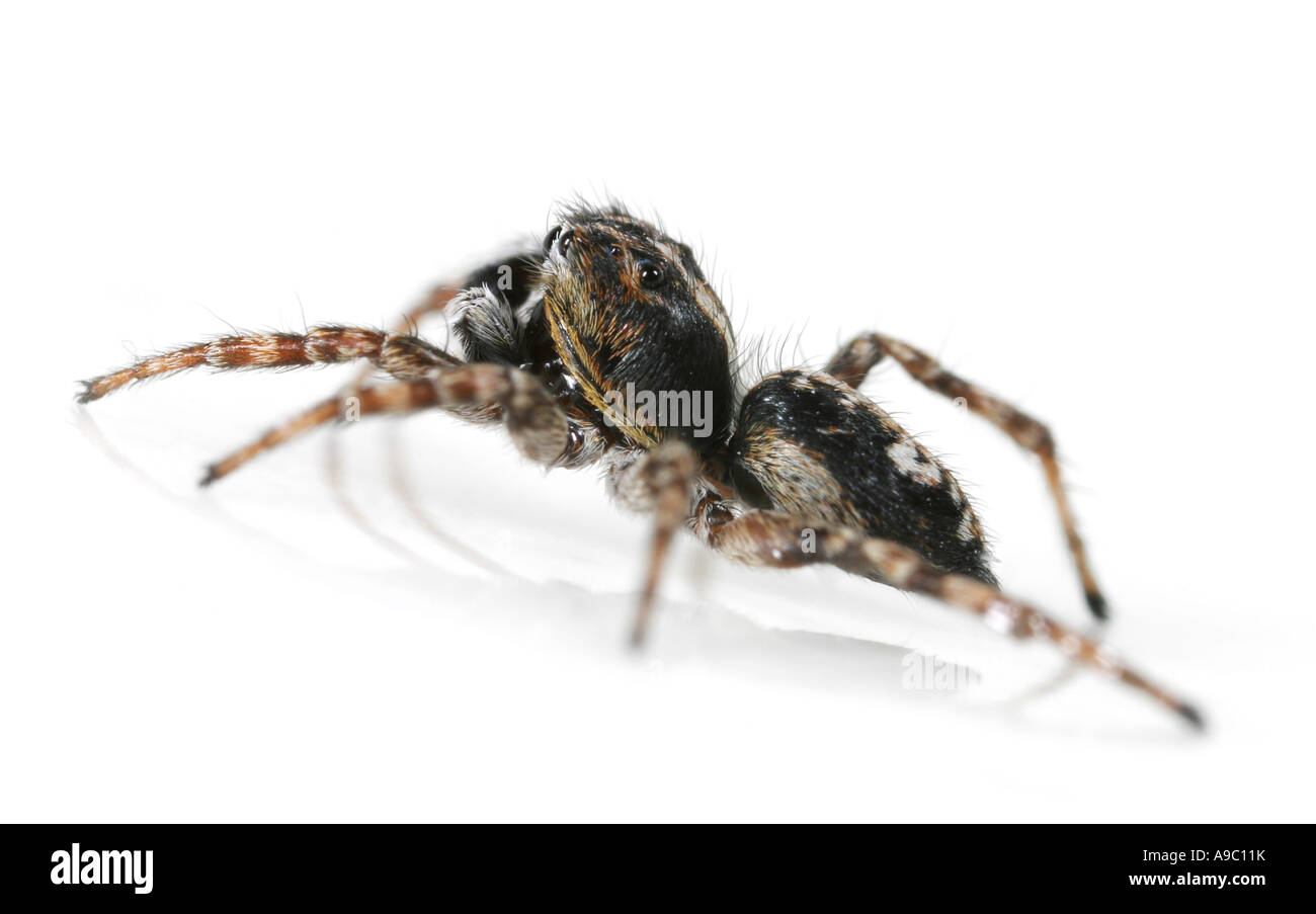 A jumping spider, Sitticus terebratus, family Salticidae Stock Photo ...