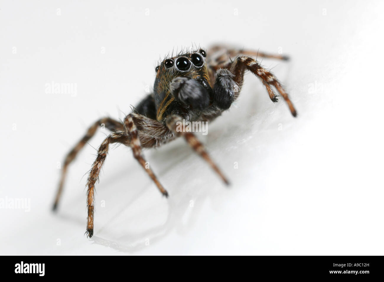 A jumping spider Sitticus, terebratus, family Salticidae Stock Photo ...