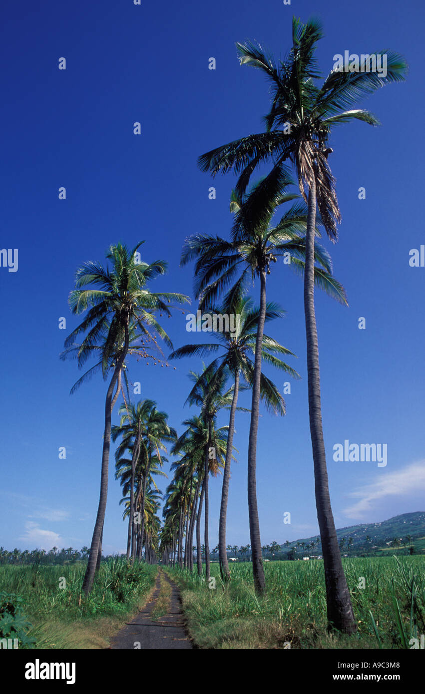 Exotic tropical reunion vertical hi-res stock photography and images ...