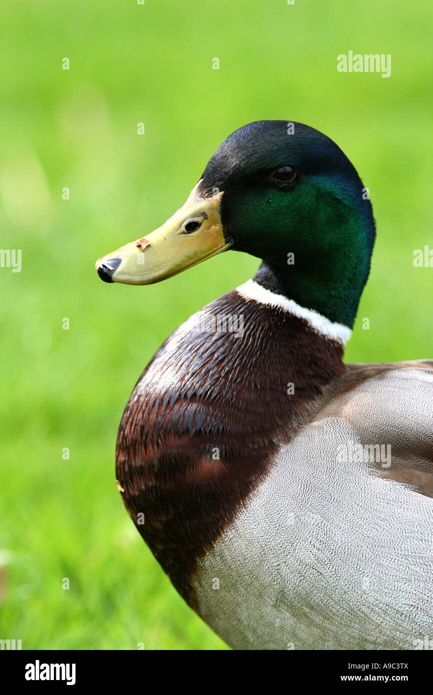 male mallard duck Stock Photo - Alamy