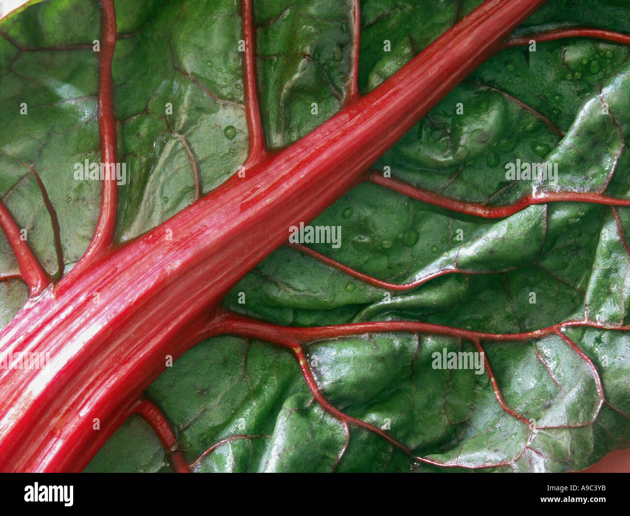 Swiss chard leaf red veins hi-res stock photography and images - Alamy
