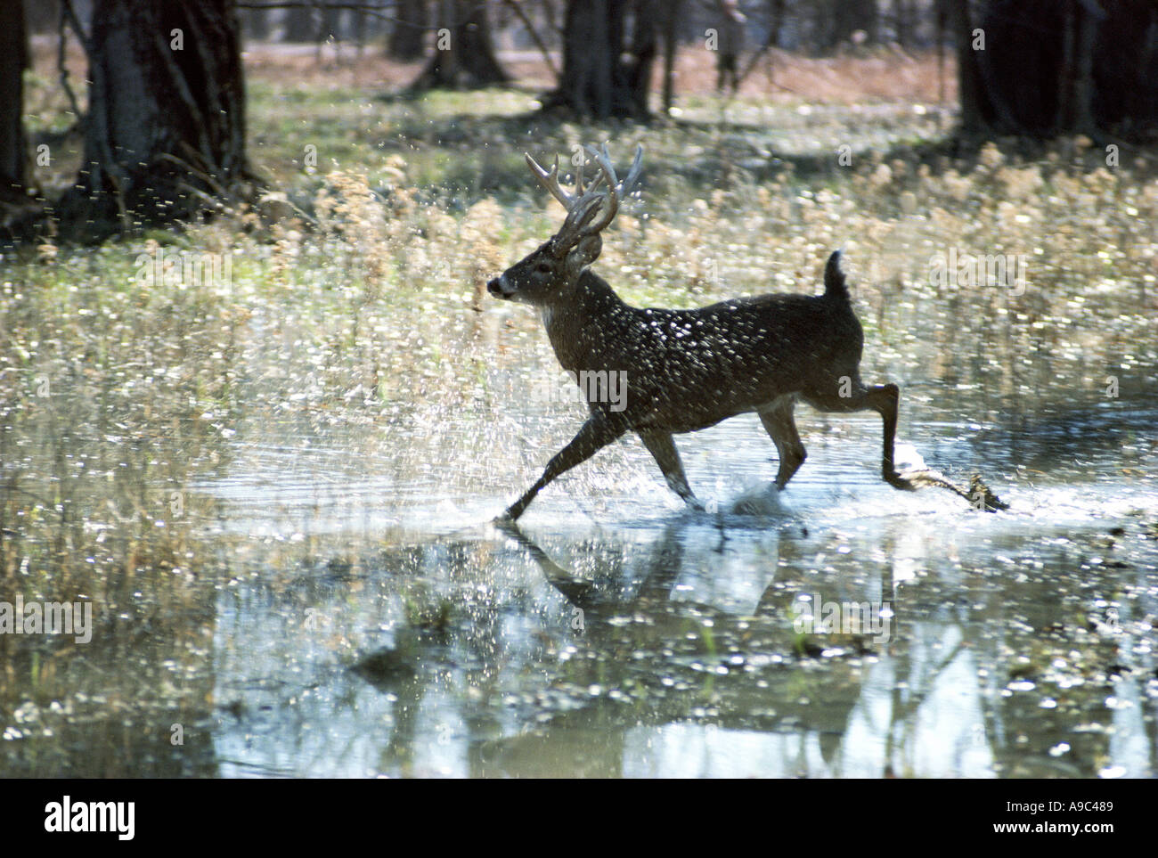 Water buck images hi-res stock photography and images - Alamy