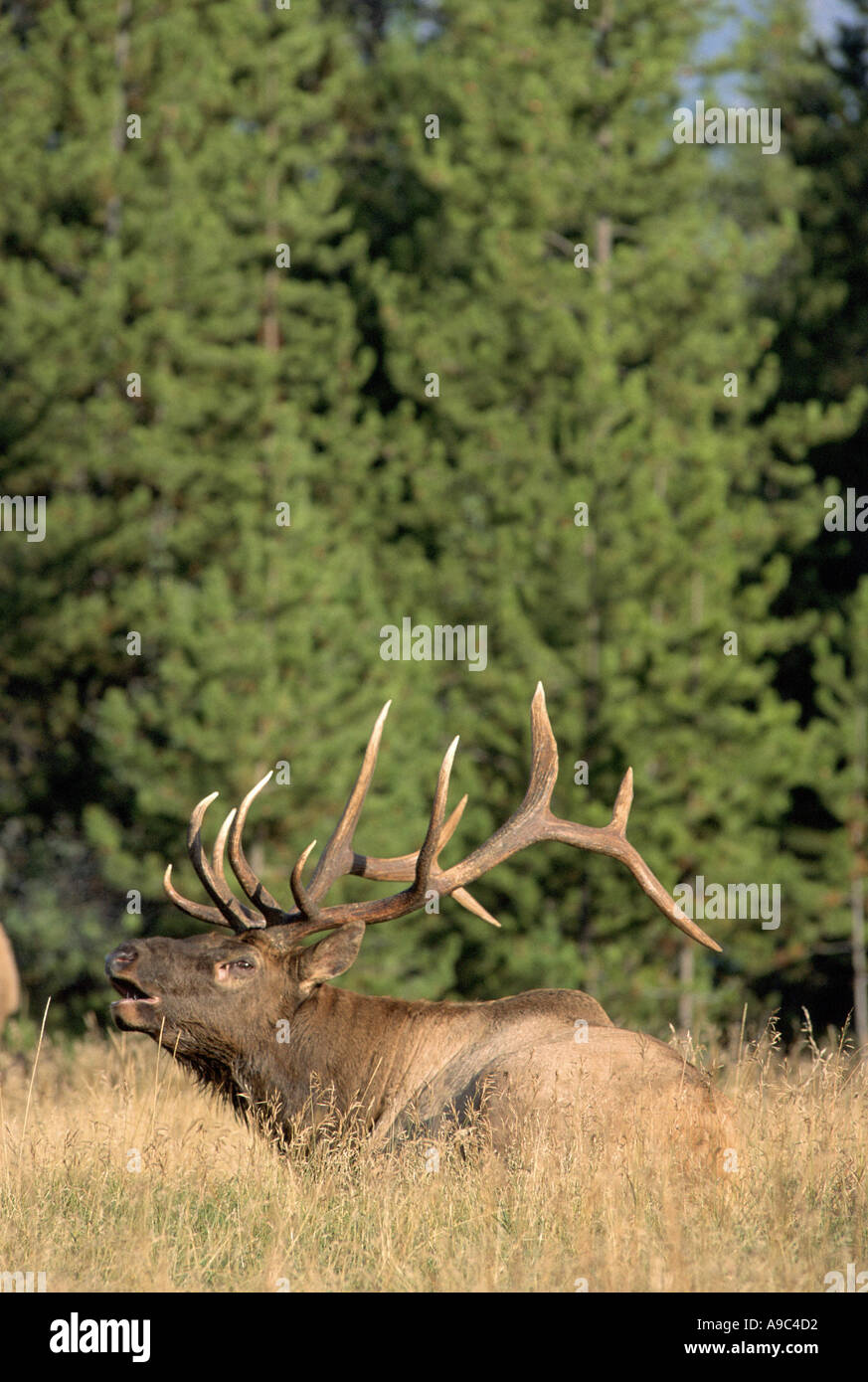 6 point deer hi-res stock photography and images - Alamy