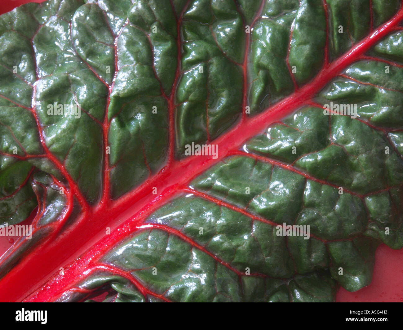 Closeup of a red Swiss chard leaf Stock Photo - Alamy