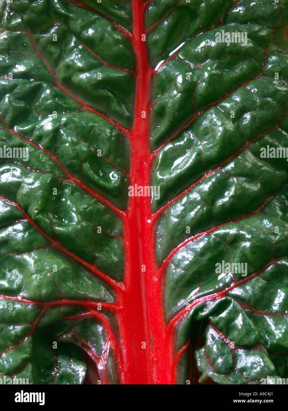 Closeup of a red Swiss chard leaf Stock Photo - Alamy