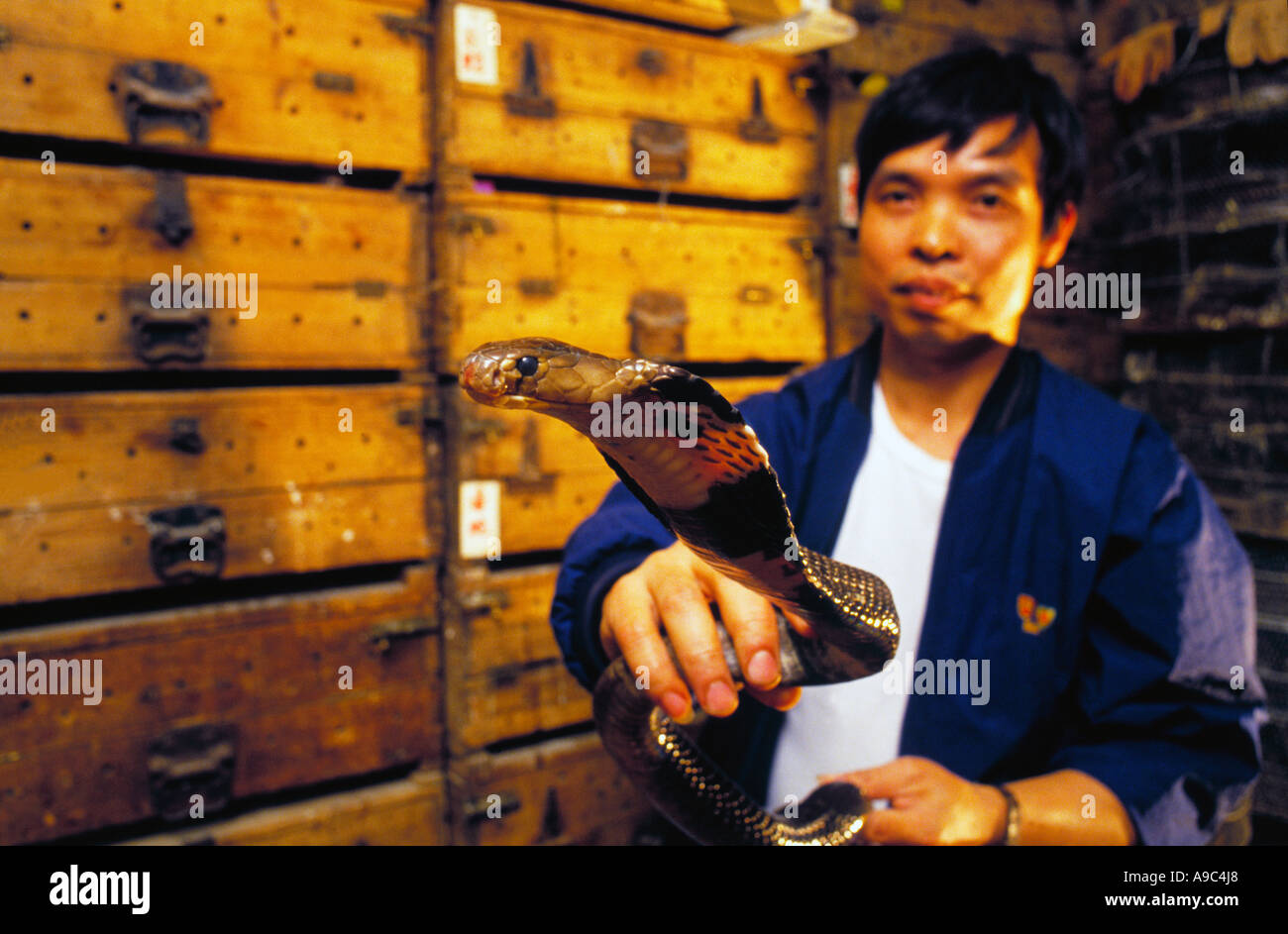 Cobra in snake shop Hong Kong China Stock Photo - Alamy