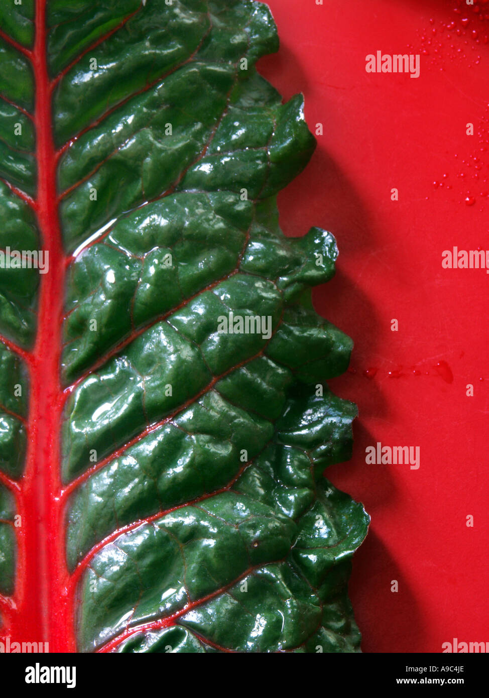 Closeup of a red Swiss chard leaf Stock Photo - Alamy