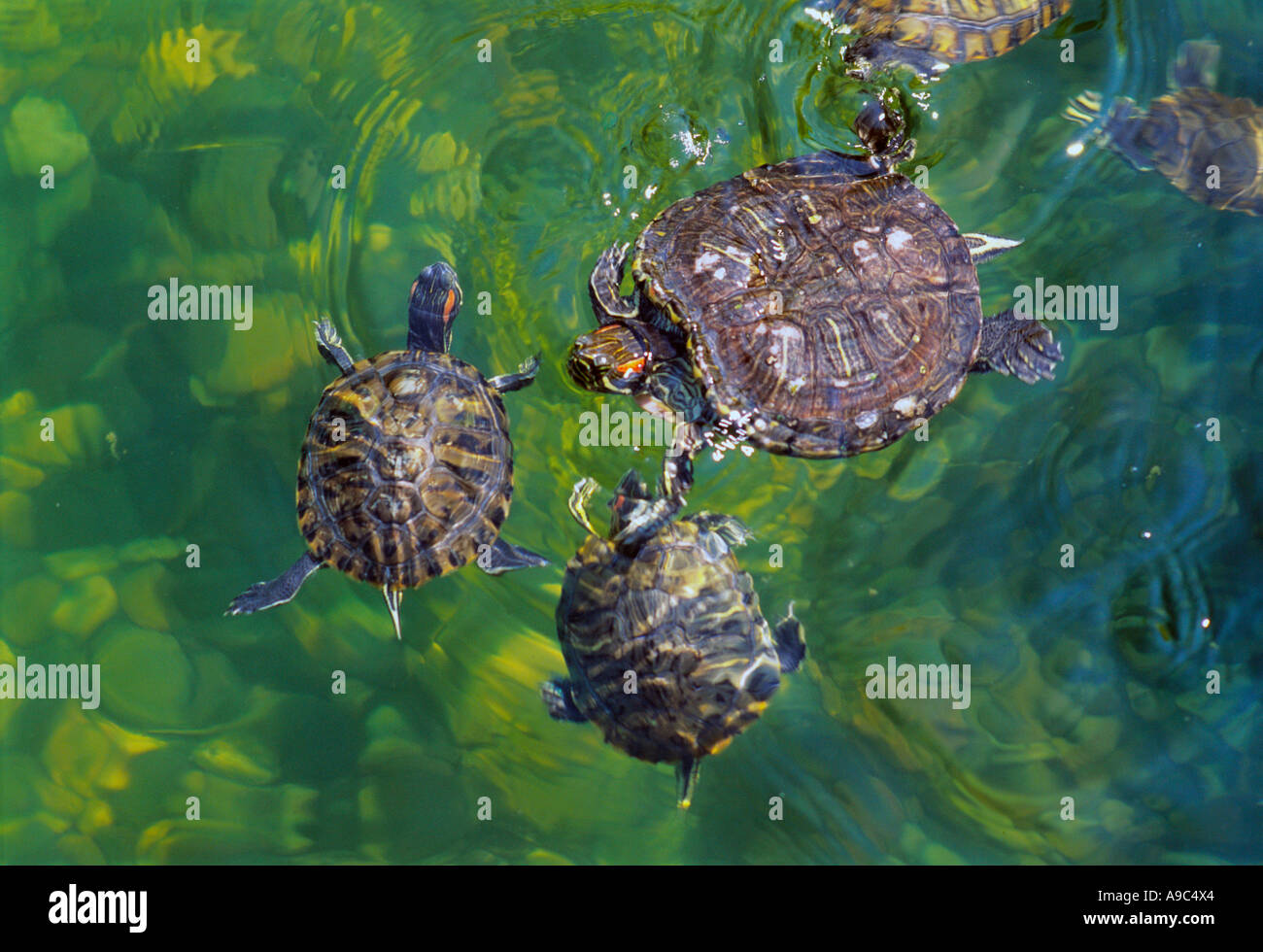 Small and big turtles swimming in water pond Stock Photo - Alamy