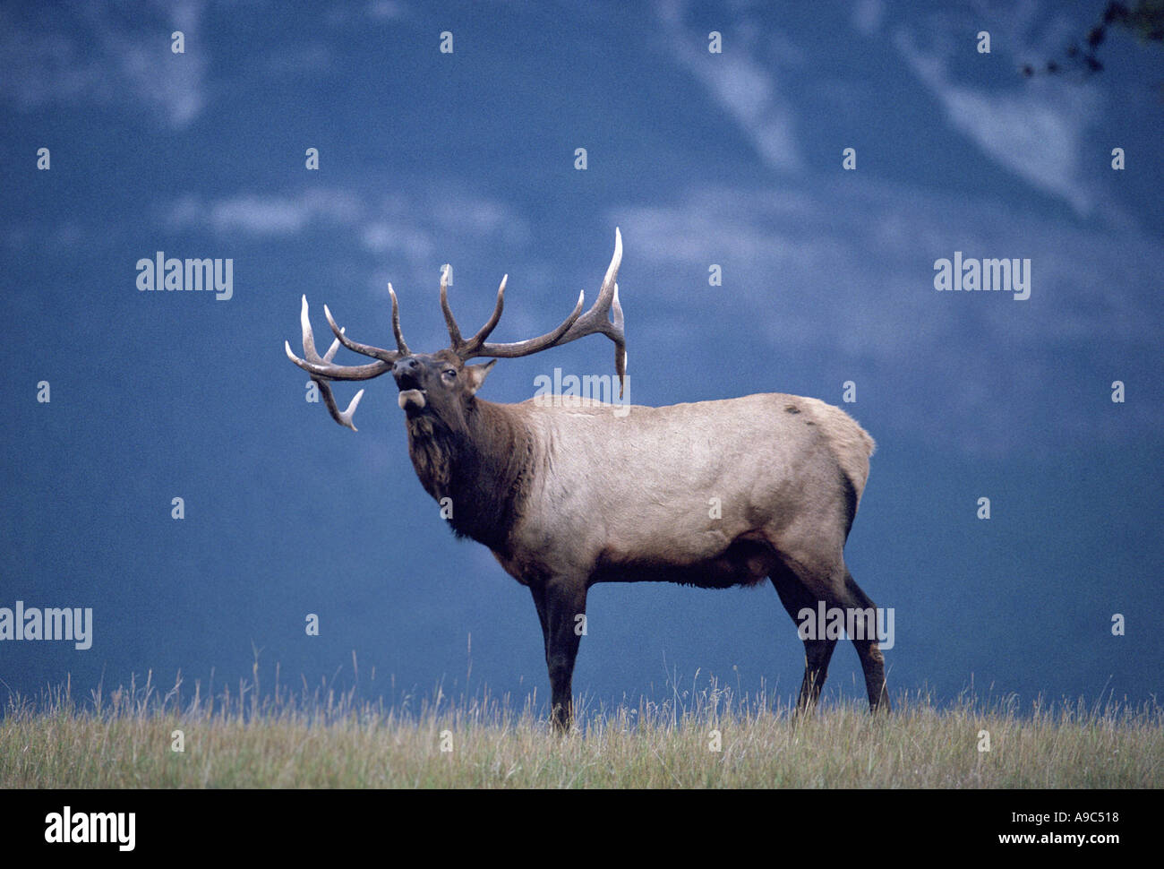 Seven point bull elk hi-res stock photography and images - Alamy