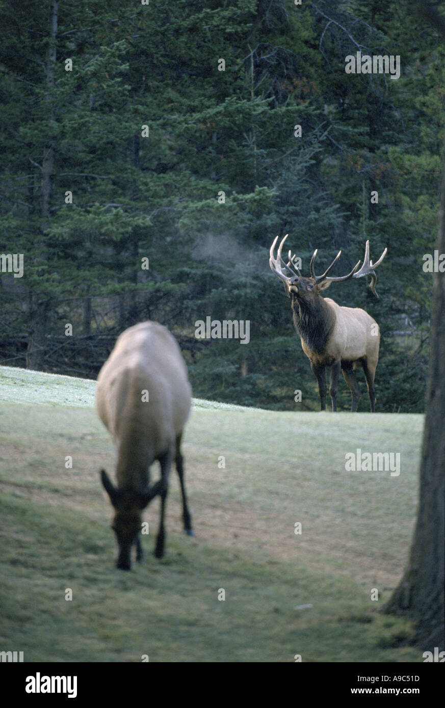 Seven point bull elk hi-res stock photography and images - Alamy