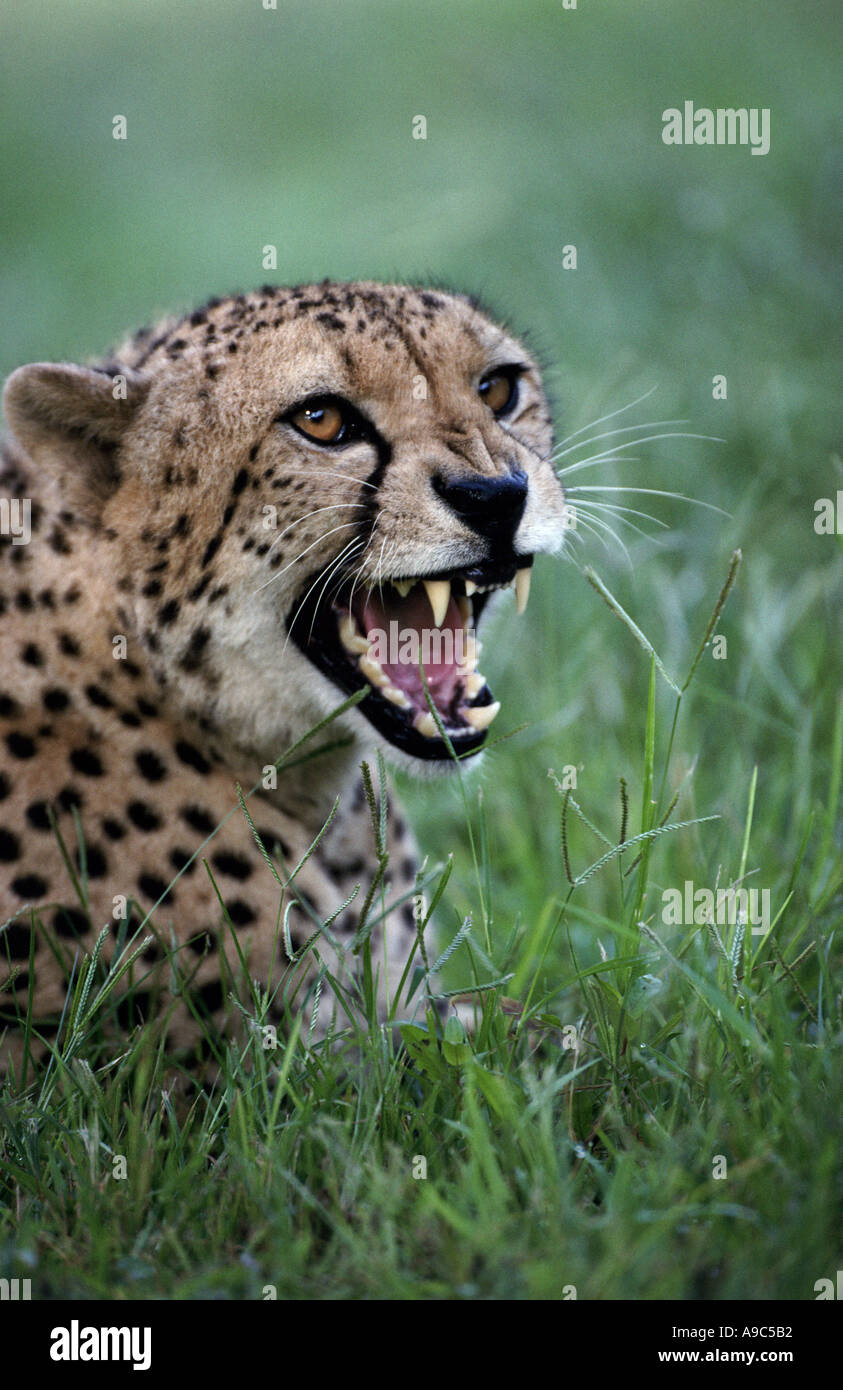 Cheetah vertical shot hi-res stock photography and images - Alamy