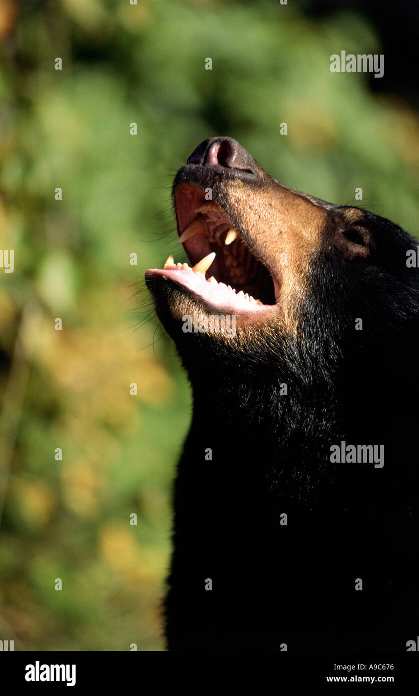 Growling black bear hi-res stock photography and images - Alamy
