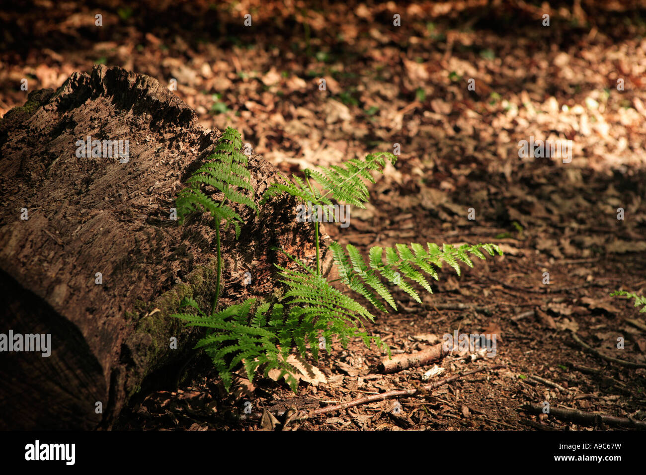 Bracken Growing in Woodland Stock Photo - Alamy