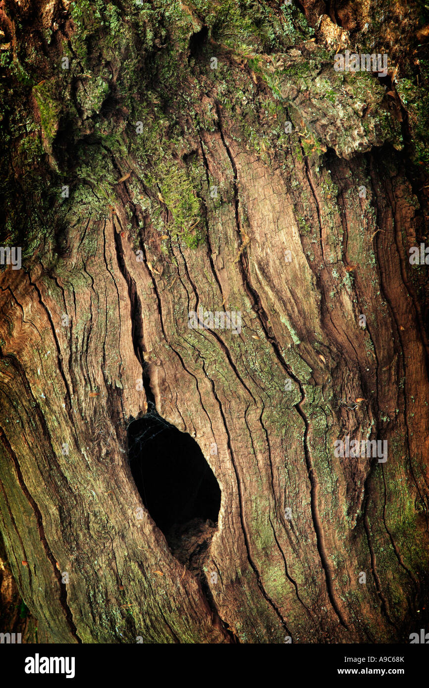Hole in Old Tree Trunk Stock Photo - Alamy