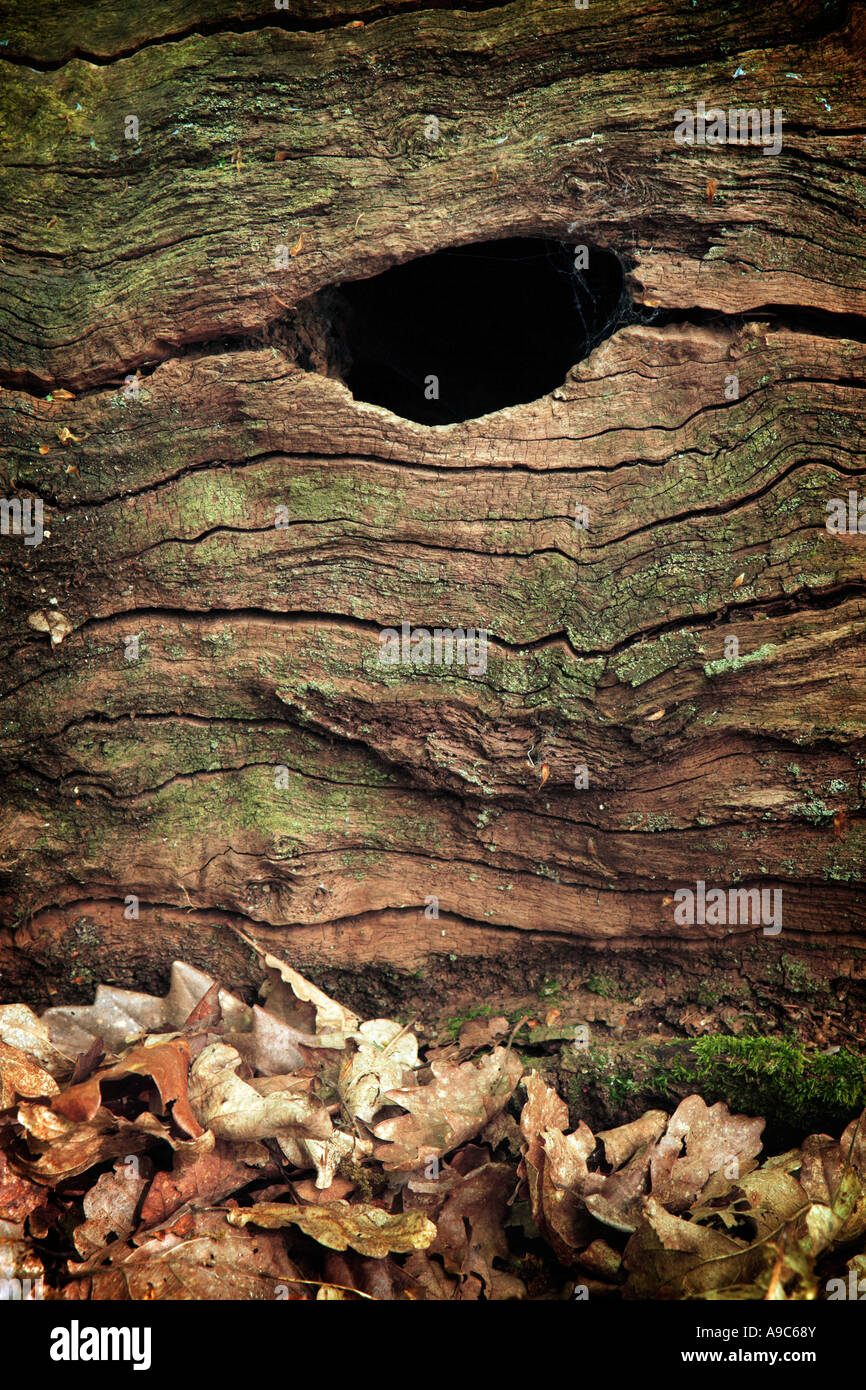 Hole in Old Tree Trunk Stock Photo - Alamy