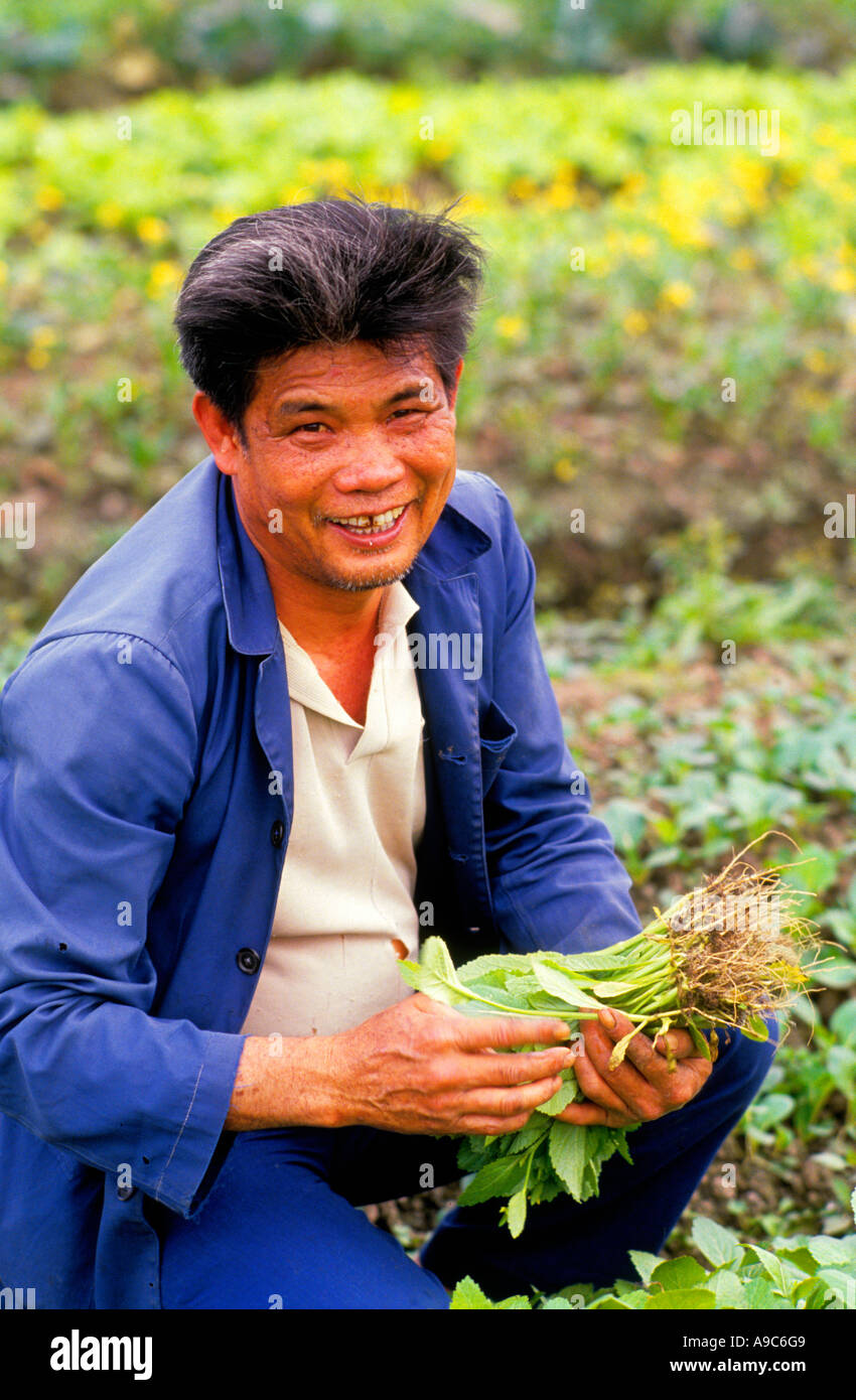 Chinese farmer collecting vegetable from farm Stock Photo - Alamy