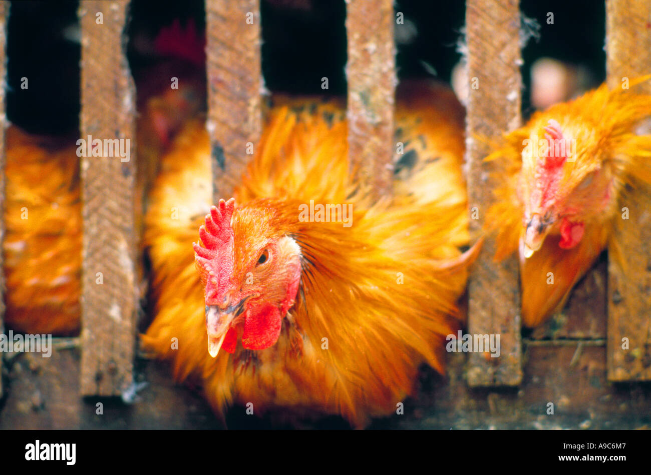 Live chicken hens chickens in cage Macau macao China Stock Photo - Alamy