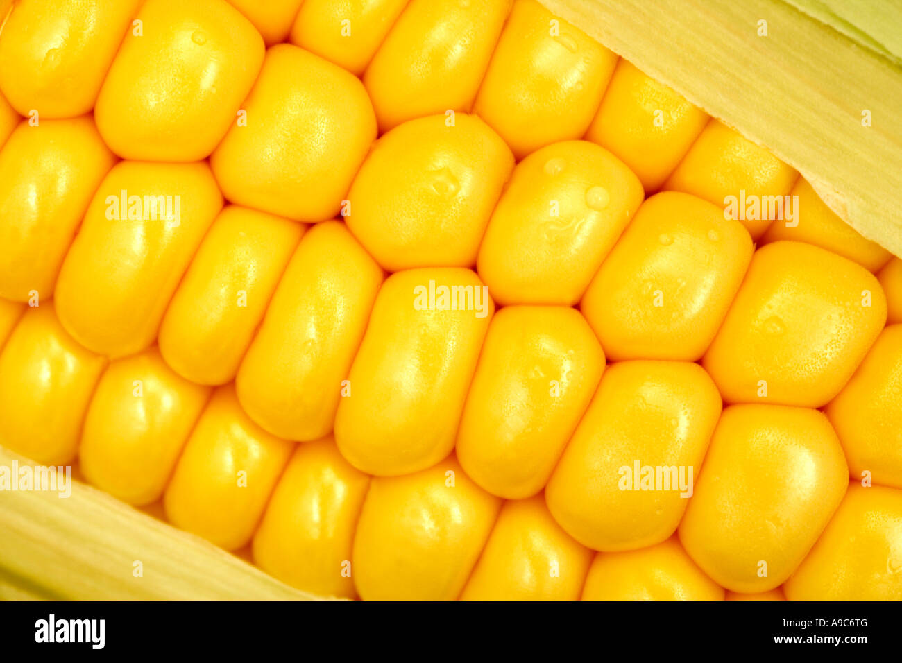 Corn on the Cob Close Up Stock Photo - Alamy