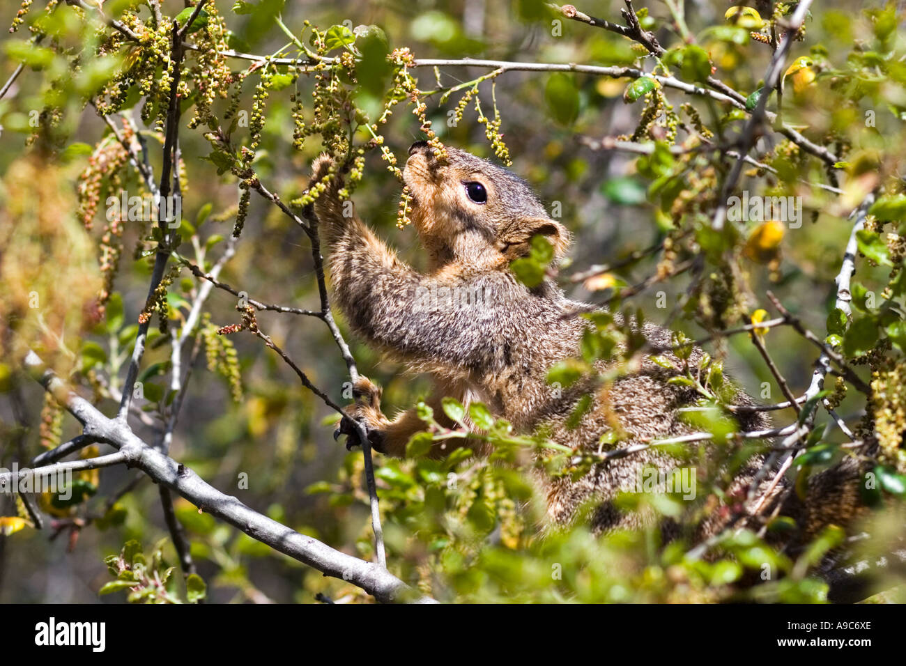 Fox Squirrel In Tree Stock Photo - Alamy