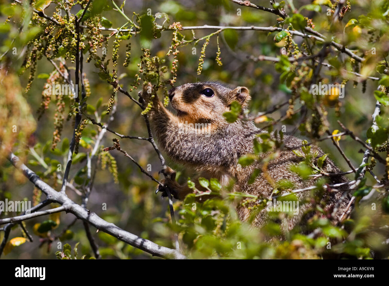 Fox Squirrel In Tree Stock Photo - Alamy